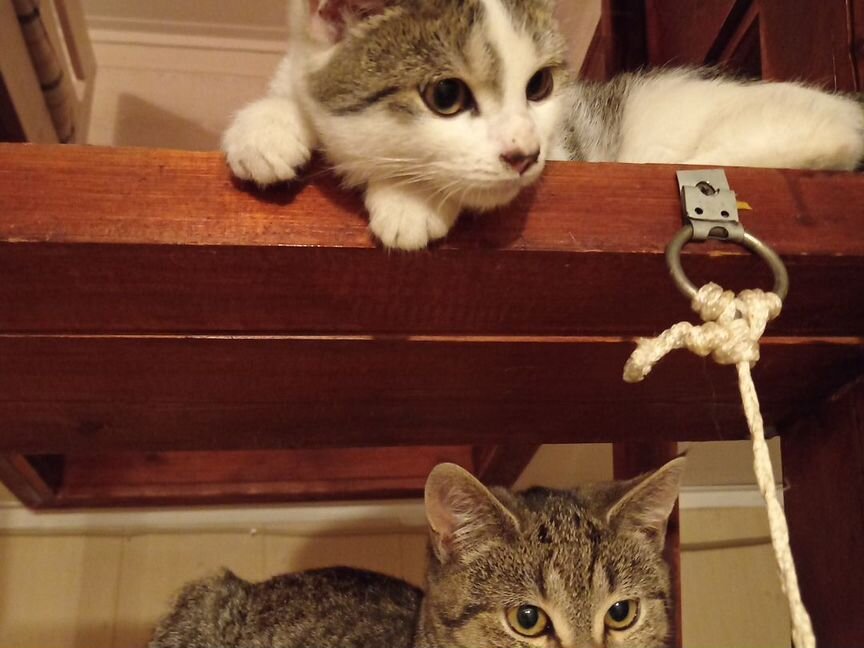 Котята в добрые руки