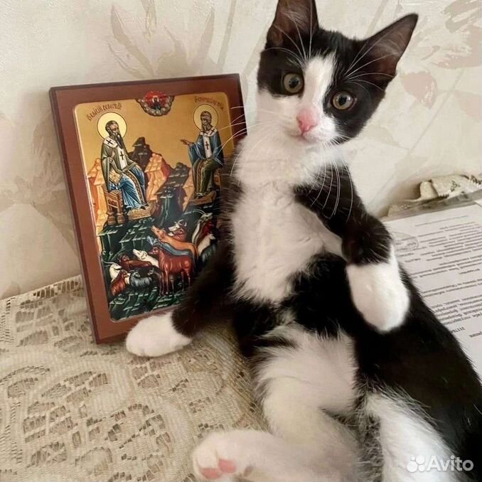 Котеночек малышка ищет себе Семью