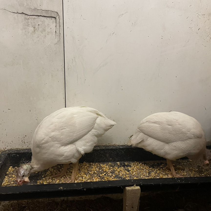 Цесарка белая волжская