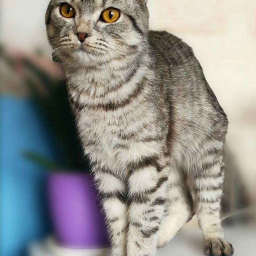 Вислоухий котик