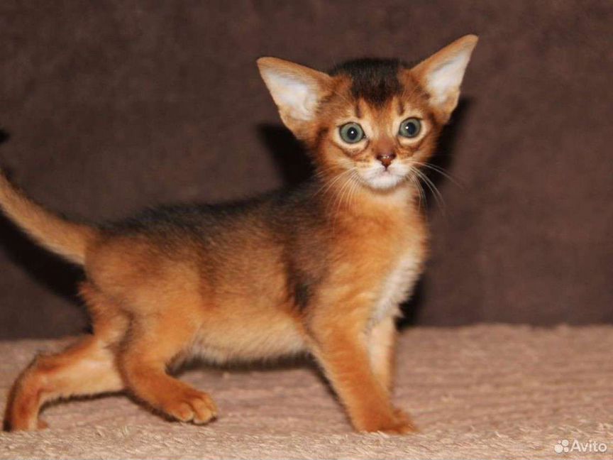 Абиссинские чистокровные котята