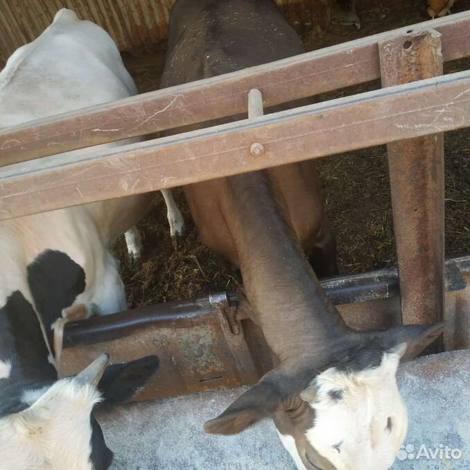 Телочка семинтальской породы 7 месяцев