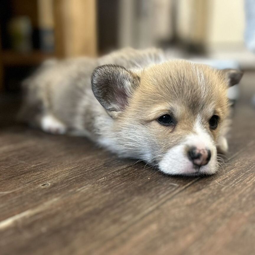 Щенки вельш-когри пемброк