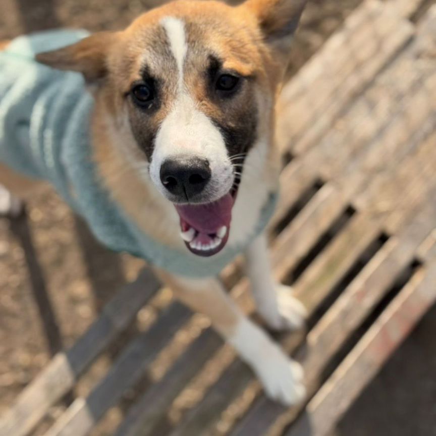 Щенок в добрые руки