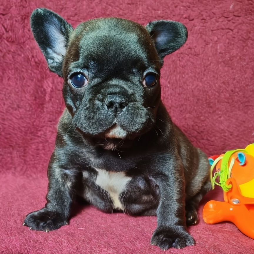 Французский бульдог, щенок