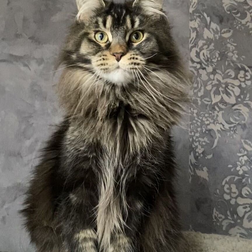 Мейн-кун подросток