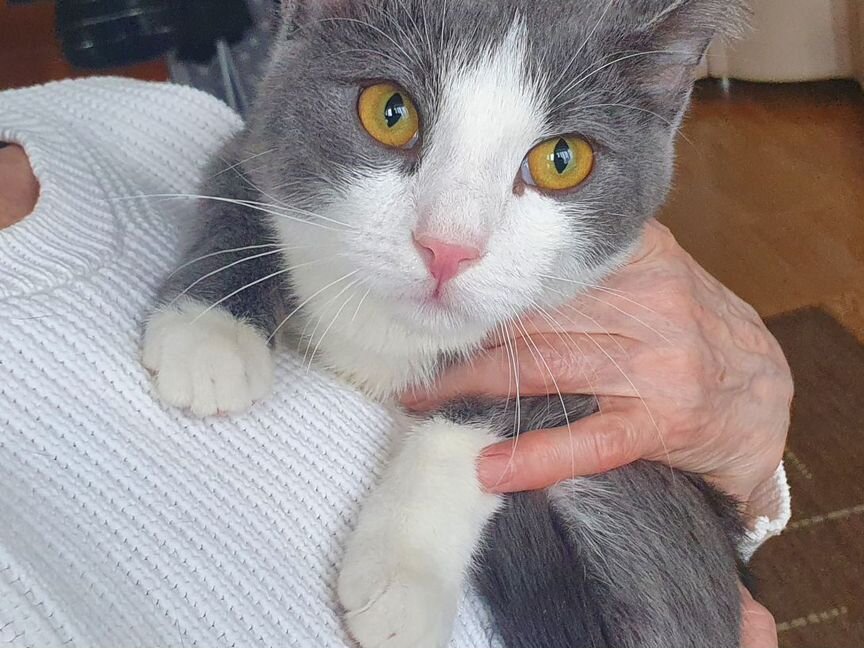 Котёнок-подросток, мальчик, 6 мес