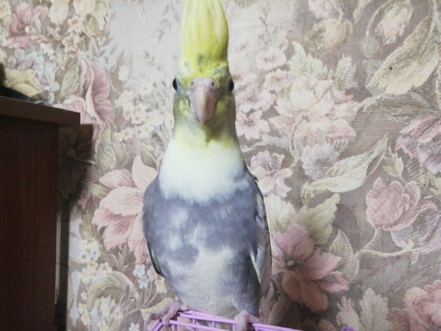 Птенец попугая Корелла