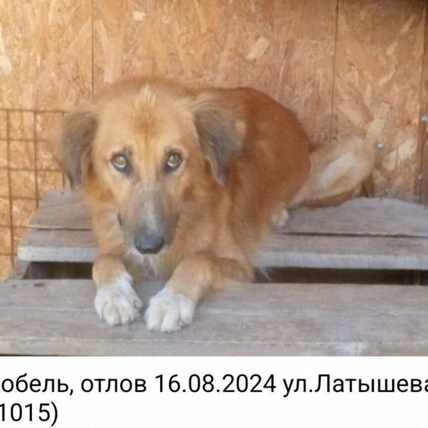 Собака в добрые руки
