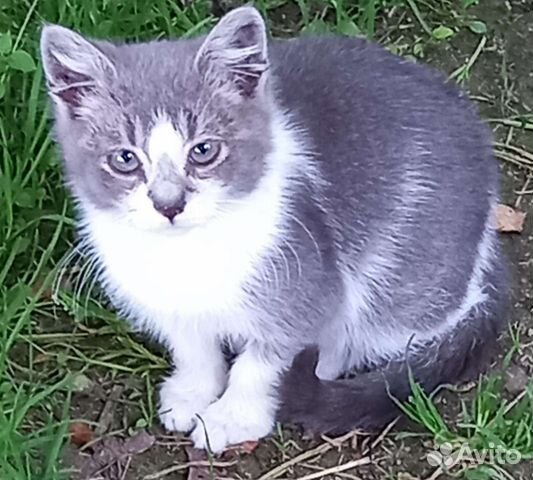 Котёнок серо-белый