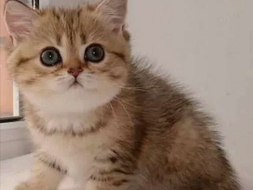 Шотландские золотые очаровашки