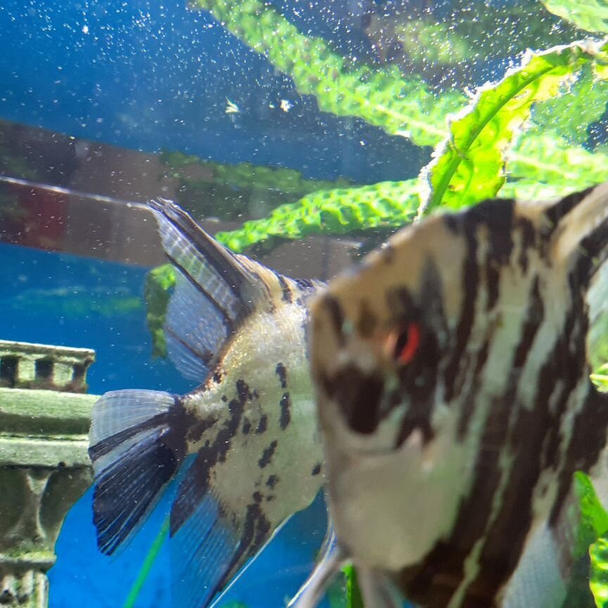 Аквариумные рыбки