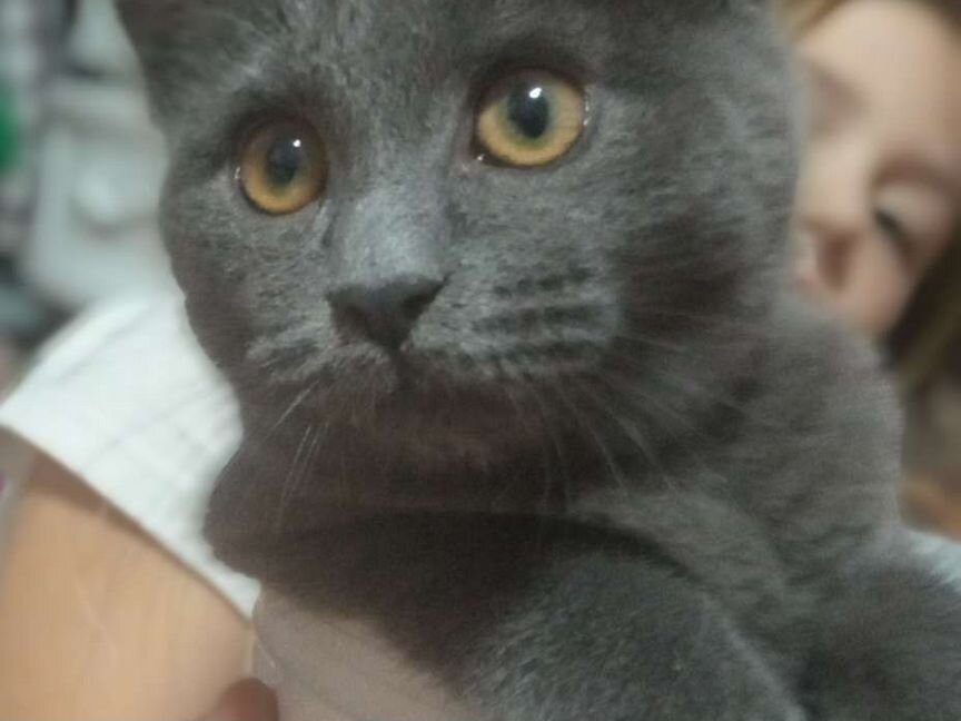 Кошка на вязку Мэйн Кун