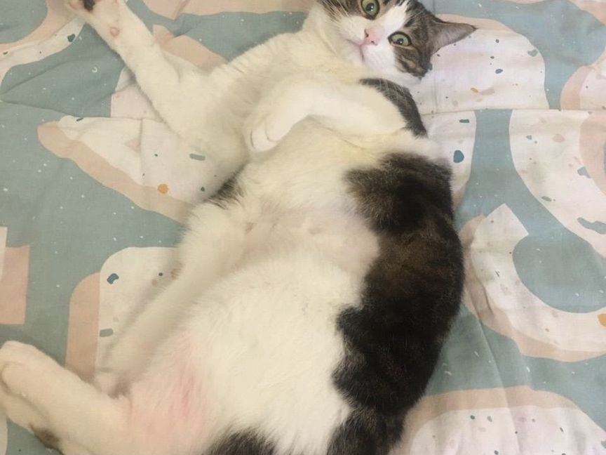 Котик Гоша