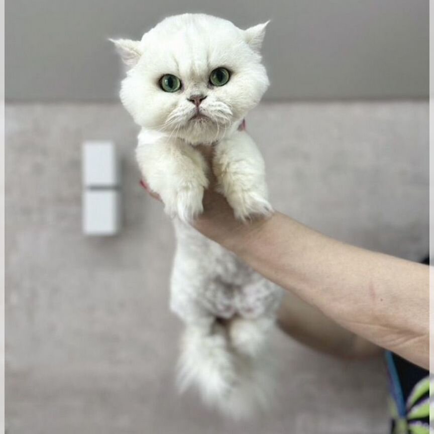 Британская редкая кошка