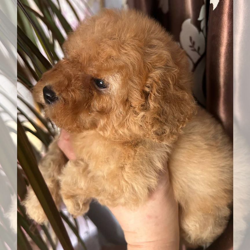 Карликовый пудель, щенок