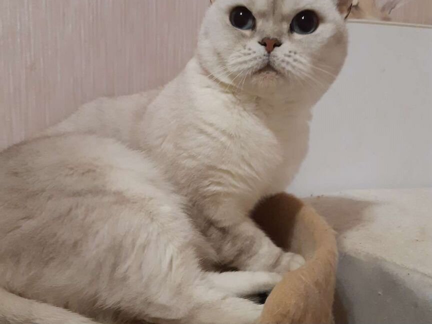 Шотландская кошечка