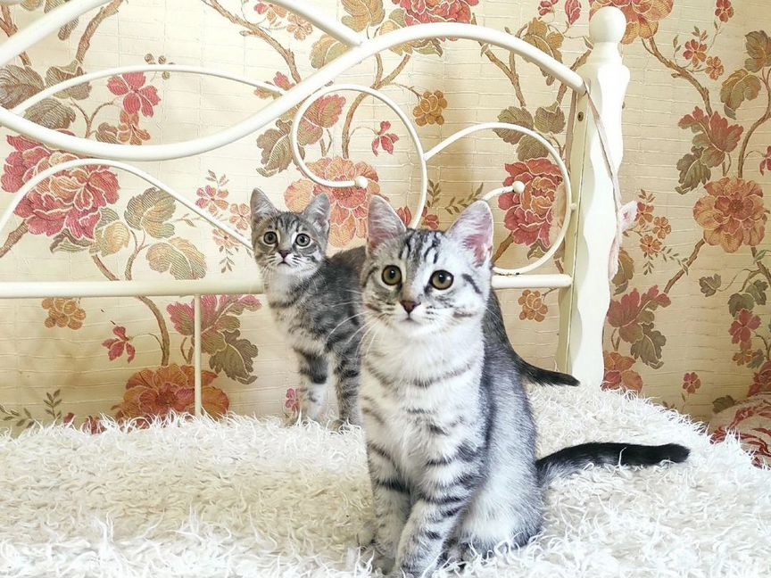 Котёнок Лора
