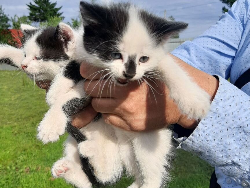Котята в добрые руки
