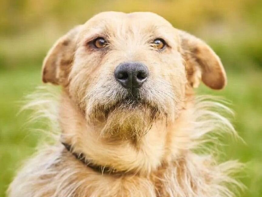 Добрейшая собака в добрые руки