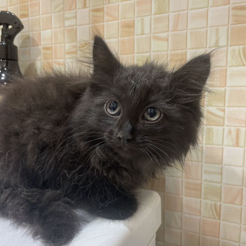 Котёнок в добрые руки