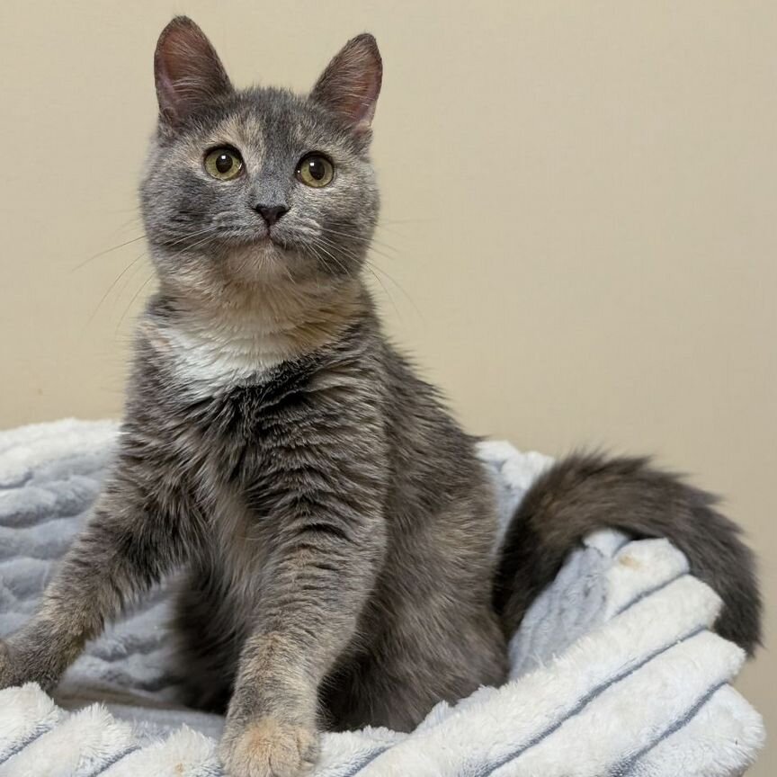 Котёнок от частного владельца