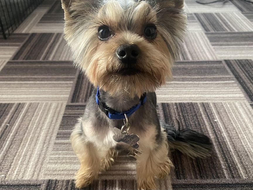 Продам Йорка