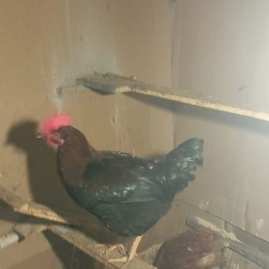 Молодые петухи