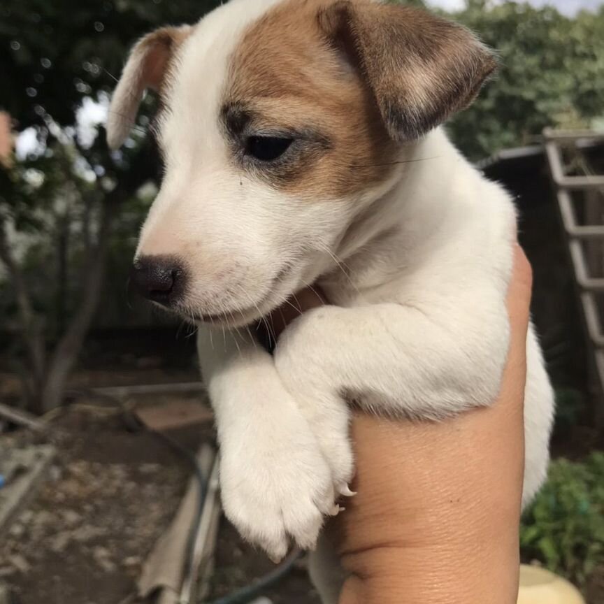 Джек рассел терьер