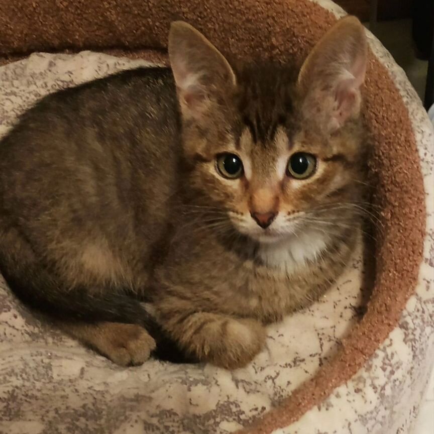 Красивая девочка