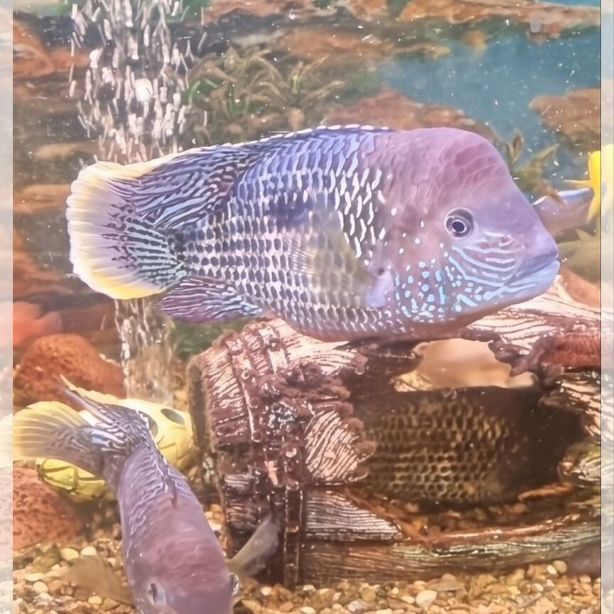 Аквариумные рыбки