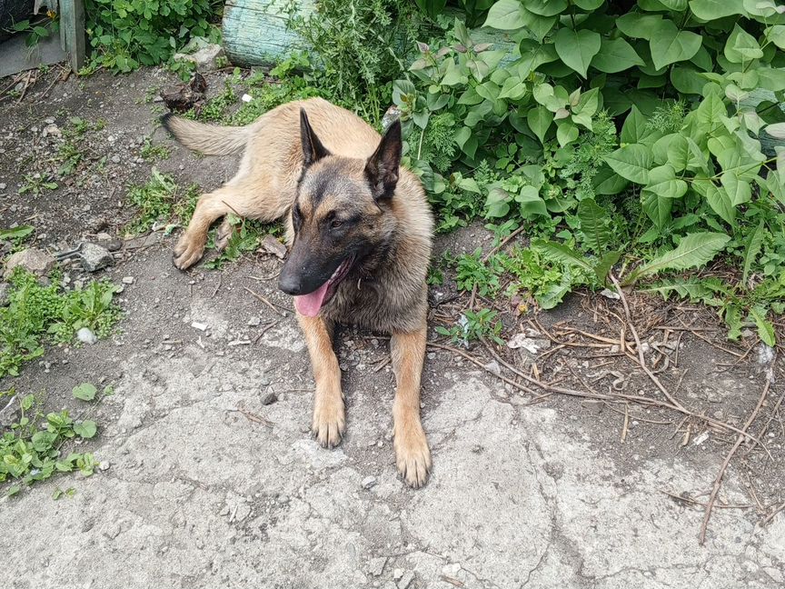 Бельгийская овчарка. Возраст 1 г, девочка