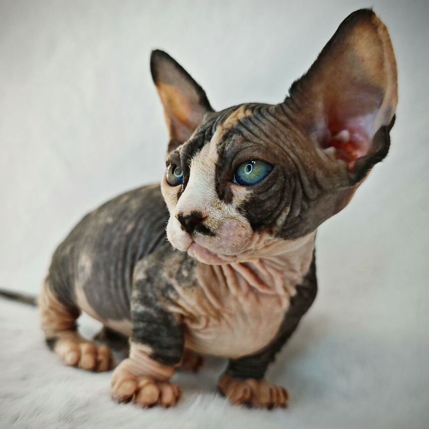 Канадский сфинкс котёнок