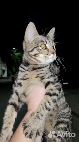 Кот помесь с бенгалом