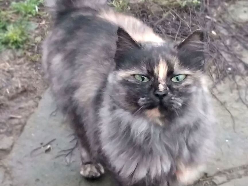 Кошечка в добрые руки