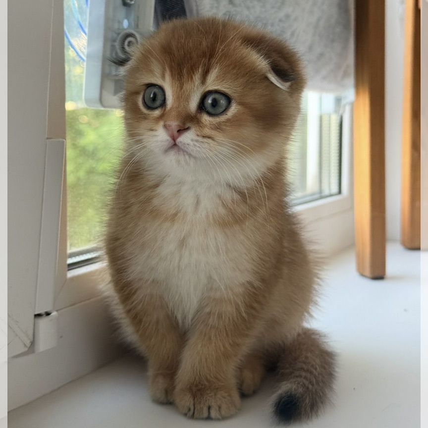 Шотландский вислоухий короткошёрстный котёнок