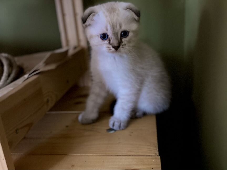 Шотландские котята