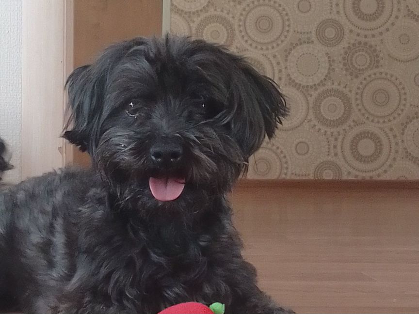 Продаю собаку бивер ёрк