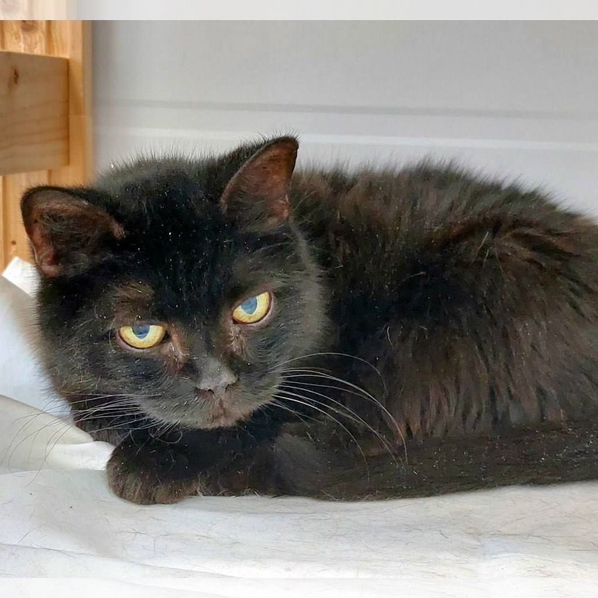 Британская короткошёрстная, взрослая кошка