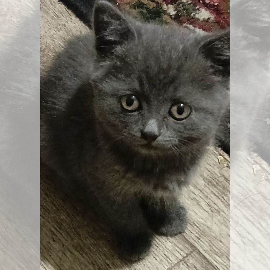 Котёнок