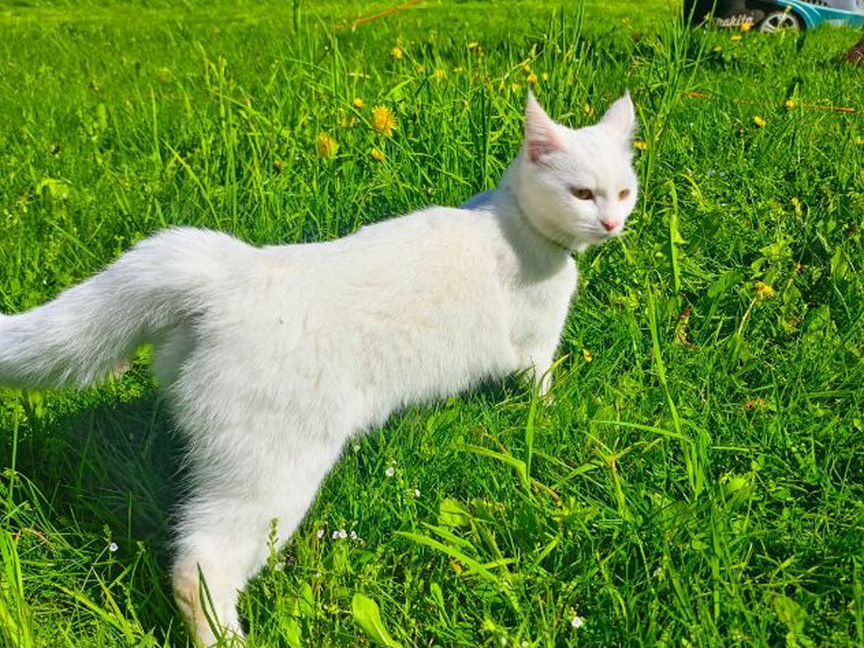 Белая кошка