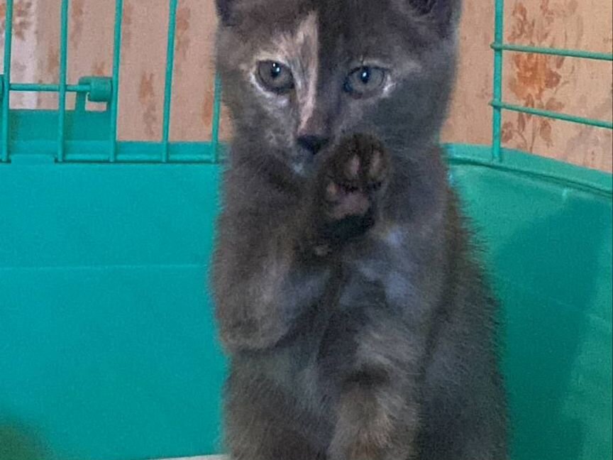 Котята-девочки в добрые руки