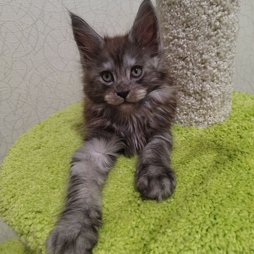 Мейн-кун котёнок