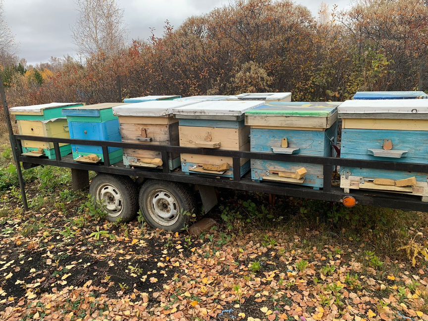 Ульи для пчел