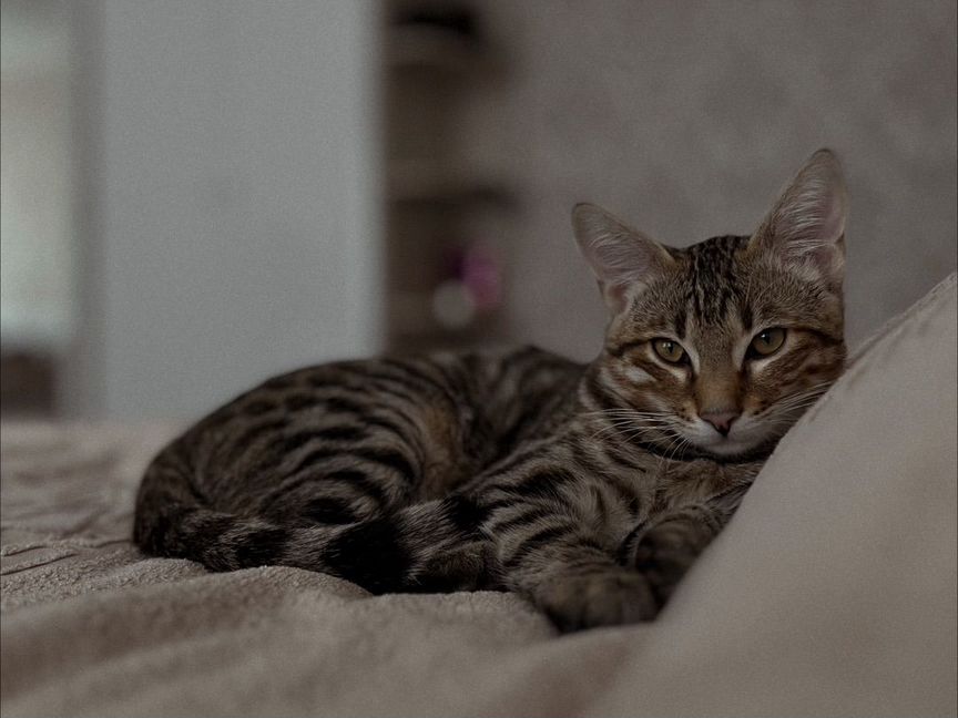 Бенгальская кошка в добрые руки