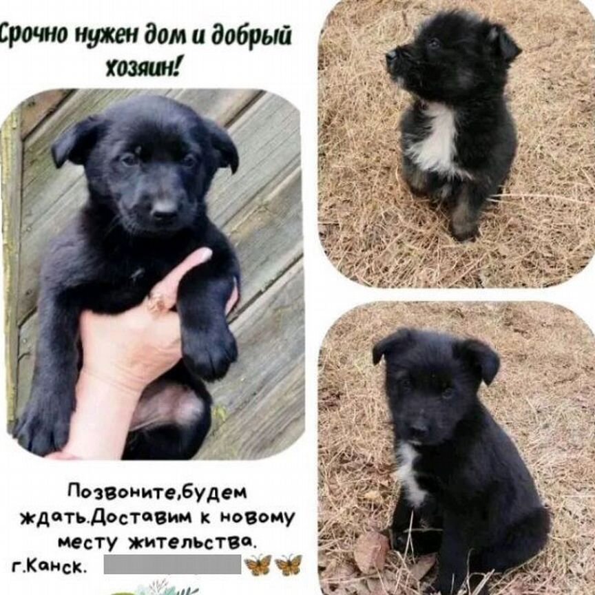 Щенки в добрые руки, доставим, возраст 2 месяца