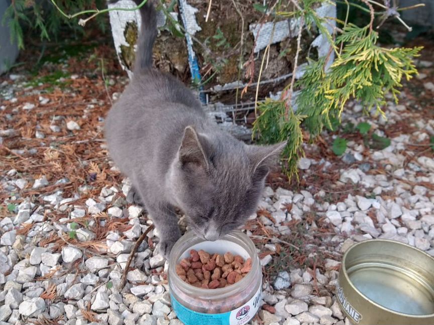 Отдам котенка в добрые руки