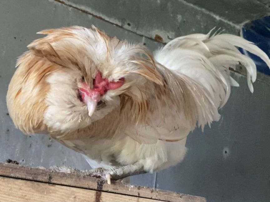 Петух Падуан