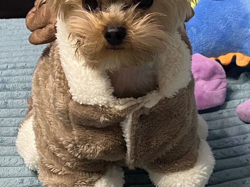 Продаеться собачка (йоркширский терьер)