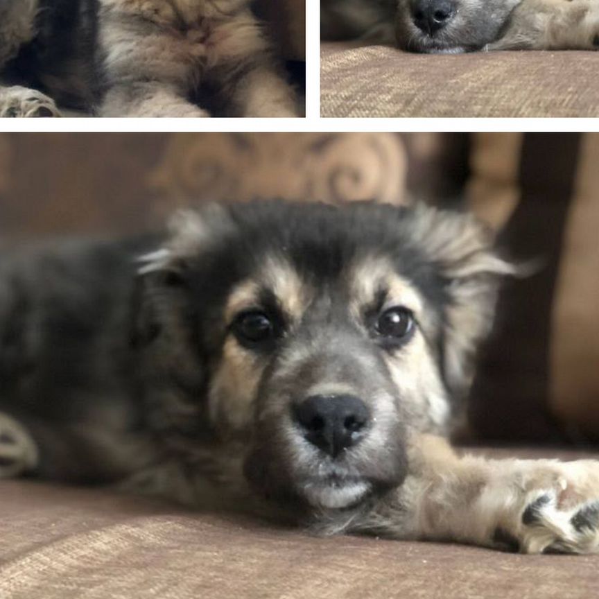 Щенок в добрые руки